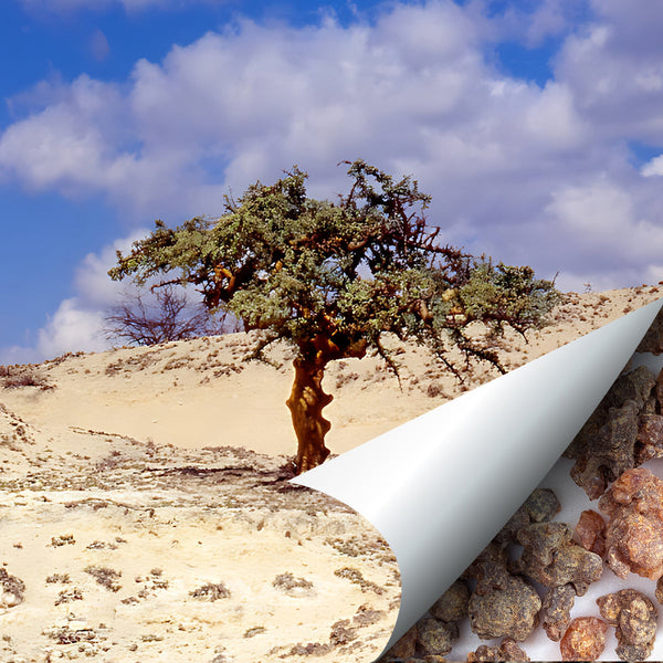 What Tree Does Myrrh Come From: Unveiling the Secrets of Myrrh Origin ...